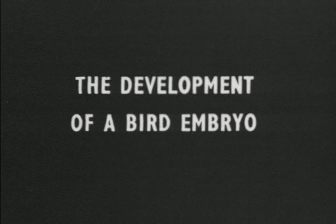 Development of a bird embryo – London's Screen Archives – Title